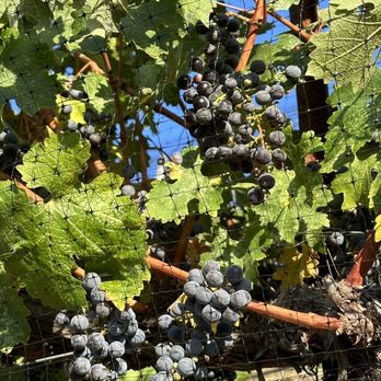 CIELO FARMS - Updated May 2024 - 320 Photos & 133 Reviews - 31424 ...