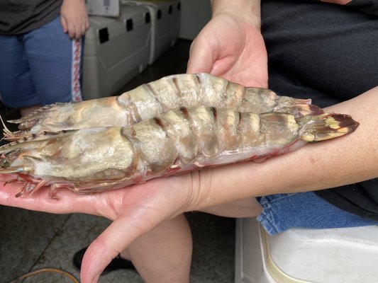 SHRIMP GUY - Updated November 2025 - 102 1st Ave NE, Ruskin, Florida ...