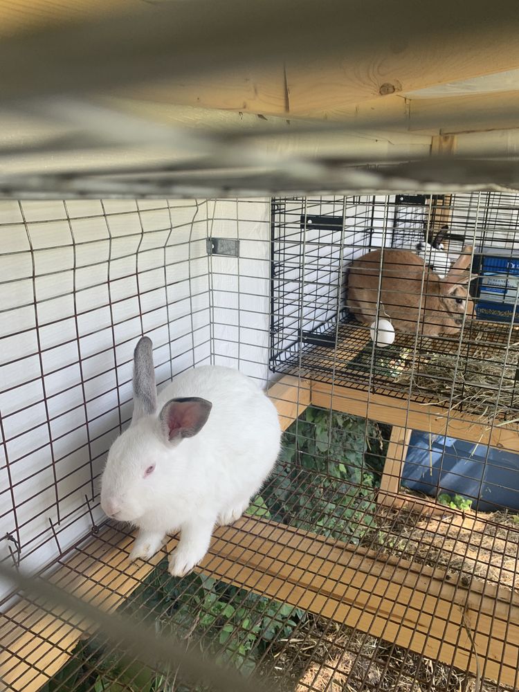 GREEN MEADOWS RABBITRY - 11553 TN-438, Linden, Tennessee - Livestock ...