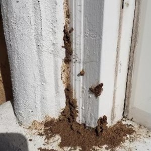 PACIFIC COAST TERMITE - 28 Photos & 213 Reviews - 1211 N Batavia St ...