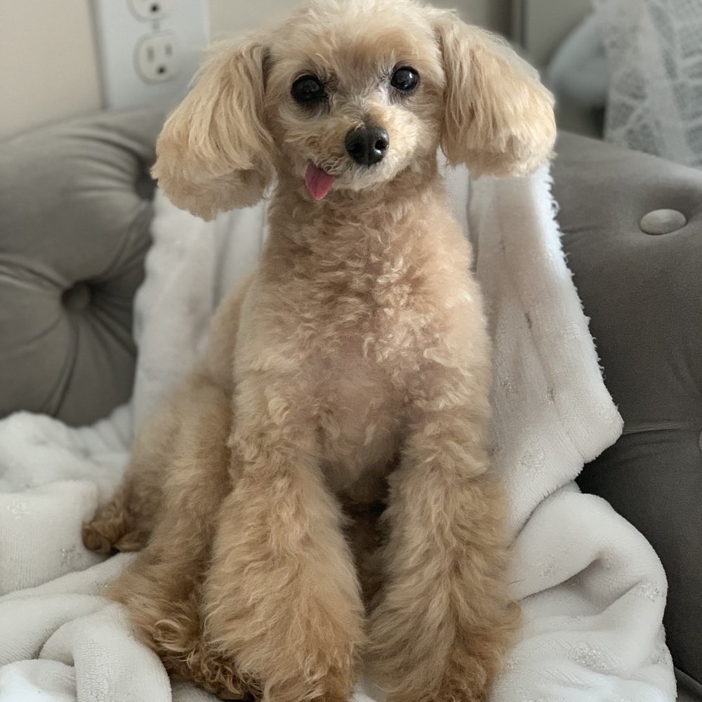 Toy Poodle Puppy Clip