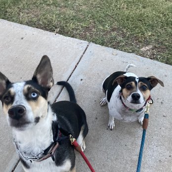 ALL-AMERICAN K-9 DOG TRAINING - Updated August 2024 - 504 Photos & 230 ...