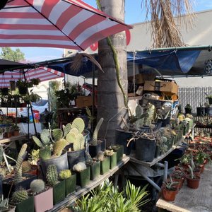 GREEN THUMB NURSERY - Updated December 2025 - 446 Photos & 351 Reviews ...