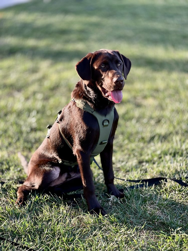 LEVEL UP CANINES - Updated July 2026 - 41 Photos & 28 Reviews - Hayward ...