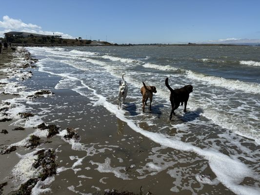 ALBANY BULB - Updated August 2025 - 1000 Photos & 248 Reviews - 1 ...