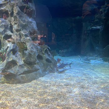 BLUE ZOO AQUARIUM DES MOINES - Updated May 2026 - 78 Photos & 12 ...