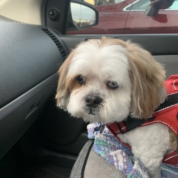 STRUTTIN PUP - Updated October 2025 - 26 Photos & 63 Reviews - 2850 ...