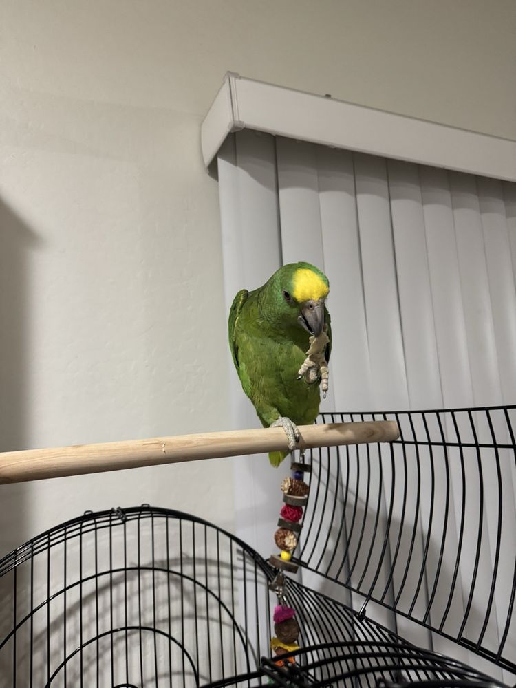 ARIZONA BIRD STORE - Updated December 2025 - 48 Photos & 70 Reviews ...