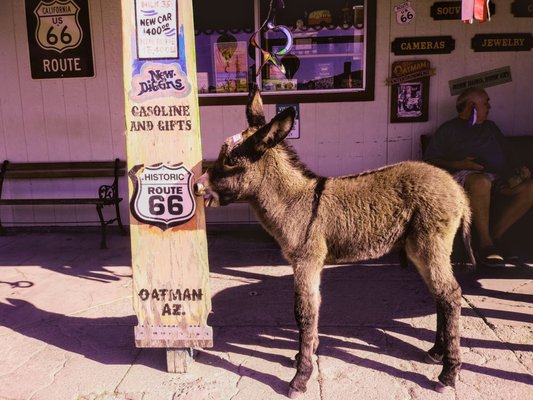 NEW DIGGIN’S - Updated December 2025 - 12 Photos - 110 Main St, Oatman ...