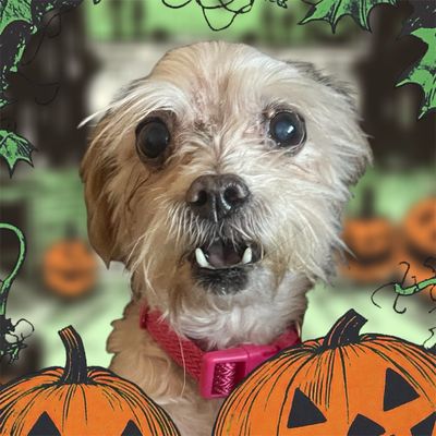 ARIZONA HUMANE SOCIETY - PAPAGO PARK CAMPUS - Updated January 2026 - 49 ...