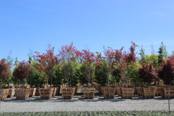 DEVIL MOUNTAIN WHOLESALE NURSERY - CLEMENTS - Updated July 2025 - 16950 ...