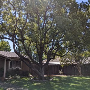 HARDIN’S TREE SERVICE - Updated May 2025 - 29 Photos & 64 Reviews ...