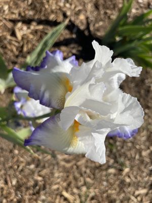 BLOOMER-RANG IRIS FARM - Updated September 2025 - 20 Photos - 9424 S ...