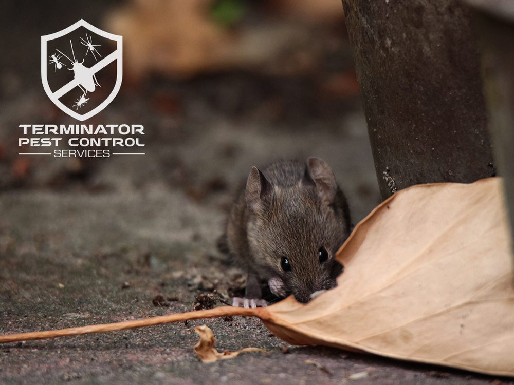 TERMINATOR PEST CONTROL SERVICES - 2003 Rickety Ln, Tyler, Texas - Pest ...