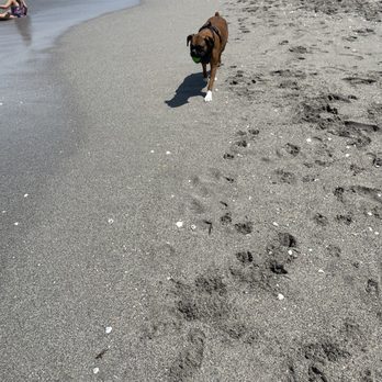 JUPITER DOG BEACH - Updated July 2025 - 27 Photos & 16 Reviews - 2188 ...