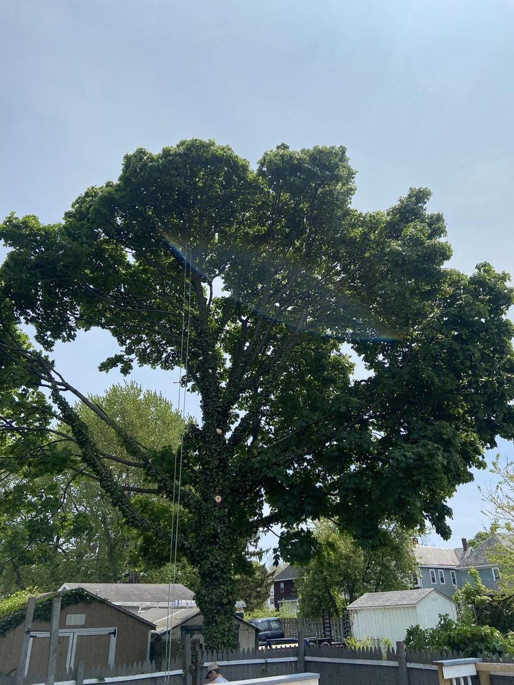 TURBO TREE CARE - Erie, Pennsylvania - Tree Services - Phone Number - Yelp