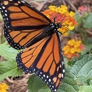 GREENSBORO SCIENCE CENTER - 1005 Photos & 176 Reviews - 4301 Lawndale ...