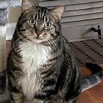 DOWNEY ANIMAL CARE CENTER - 268 Photos & 268 Reviews - 11258 Garfield ...