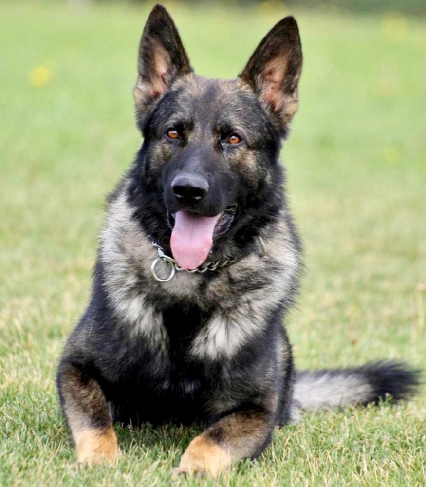 HARRIS WORKING LINE SHEPHERDS - Updated January 2026 - Request ...