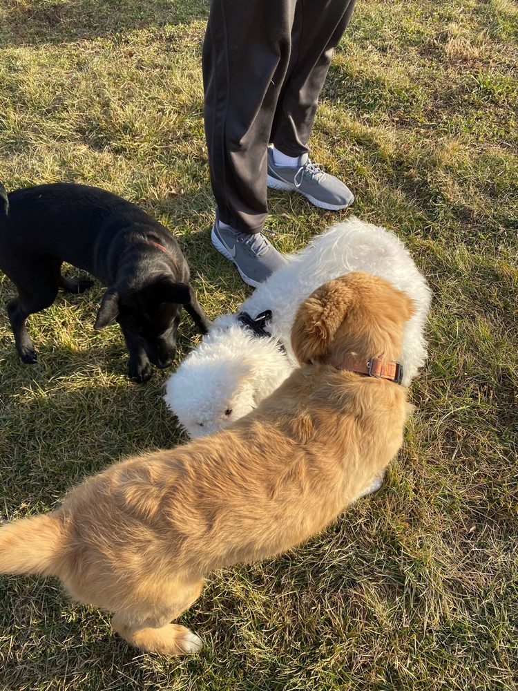 TAILS AND TRAILS - GRANDVIEW - Updated September 2024 - 15 Photos ...