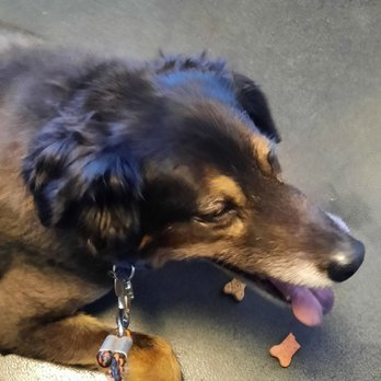 RIVER OAKS ANIMAL HOSPITAL - Updated December 2025 - 31 Photos & 42 ...