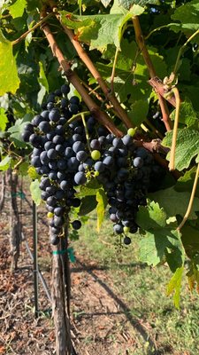 COUNTRY SPRING VINEYARD AND WINE GARDEN - Updated September 2024 - 67 ...