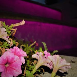 BELLA NOTTE RISTORANTE - 67 Reviews - 137 W Michigan Ave, Jackson ...