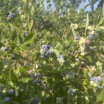 3 BIRDS BERRY FARM - Updated October 2025 - 1859 Brooksfield Rd ...