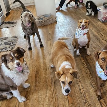 Best dog boarding near me store