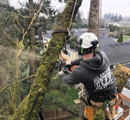 ALL AROUND ARBOR TREE SERVICE - Updated October 2025 - 73 Photos & 187 ...