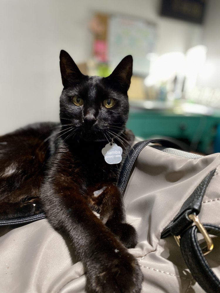 FAIRVIEW ANIMAL HOSPITAL - Updated November 2024 - 29 Photos & 86 ...