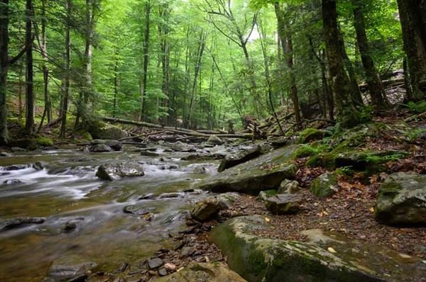 HOLLY RIVER STATE PARK - Updated January 2025 - Hacker Valley, West ...