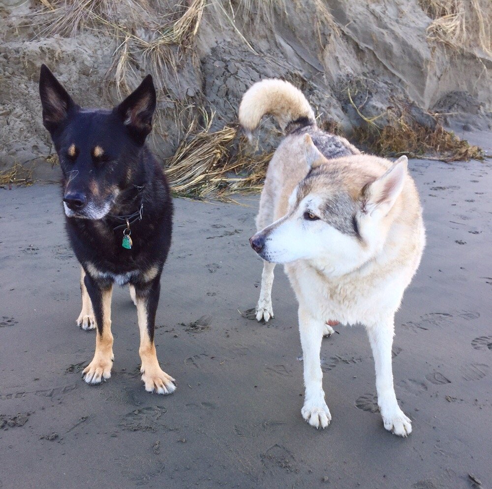 JULIE COLT DOG PRO - Updated September 2025 - 31 Reviews - Hartland ...