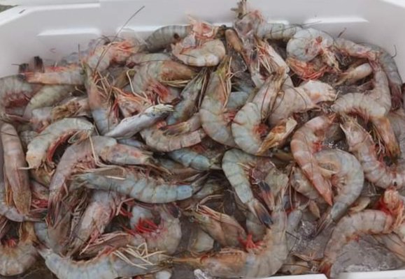 THE SHRIMP GUY - Updated October 2025 - 12 Thomas Dr, Panama City Beach ...