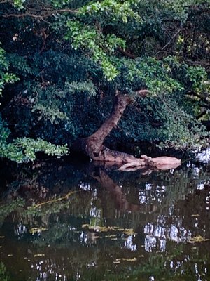 LONG KEY NATURAL AREA & NATURE CENTER - 296 Photos & 29 Reviews - Parks ...