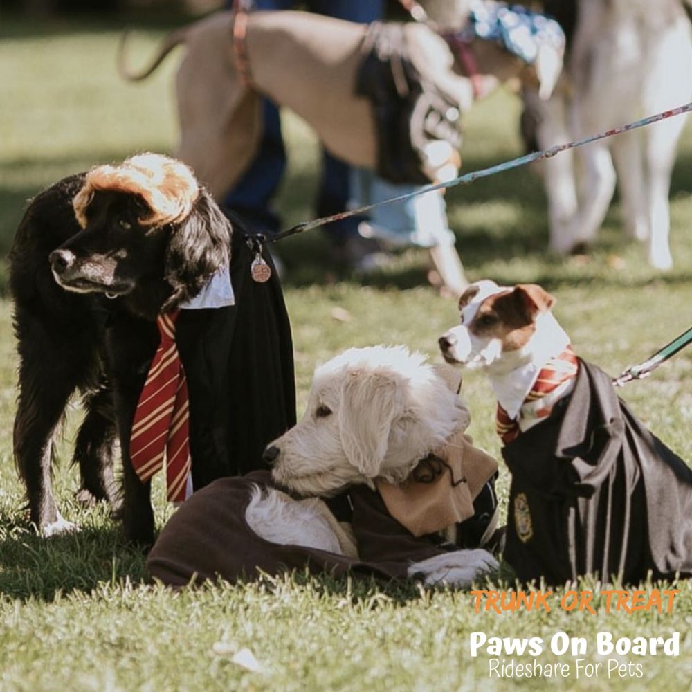 PAWS ON BOARD - Updated July 2025 - 21 Photos - Memphis, Tennessee ...