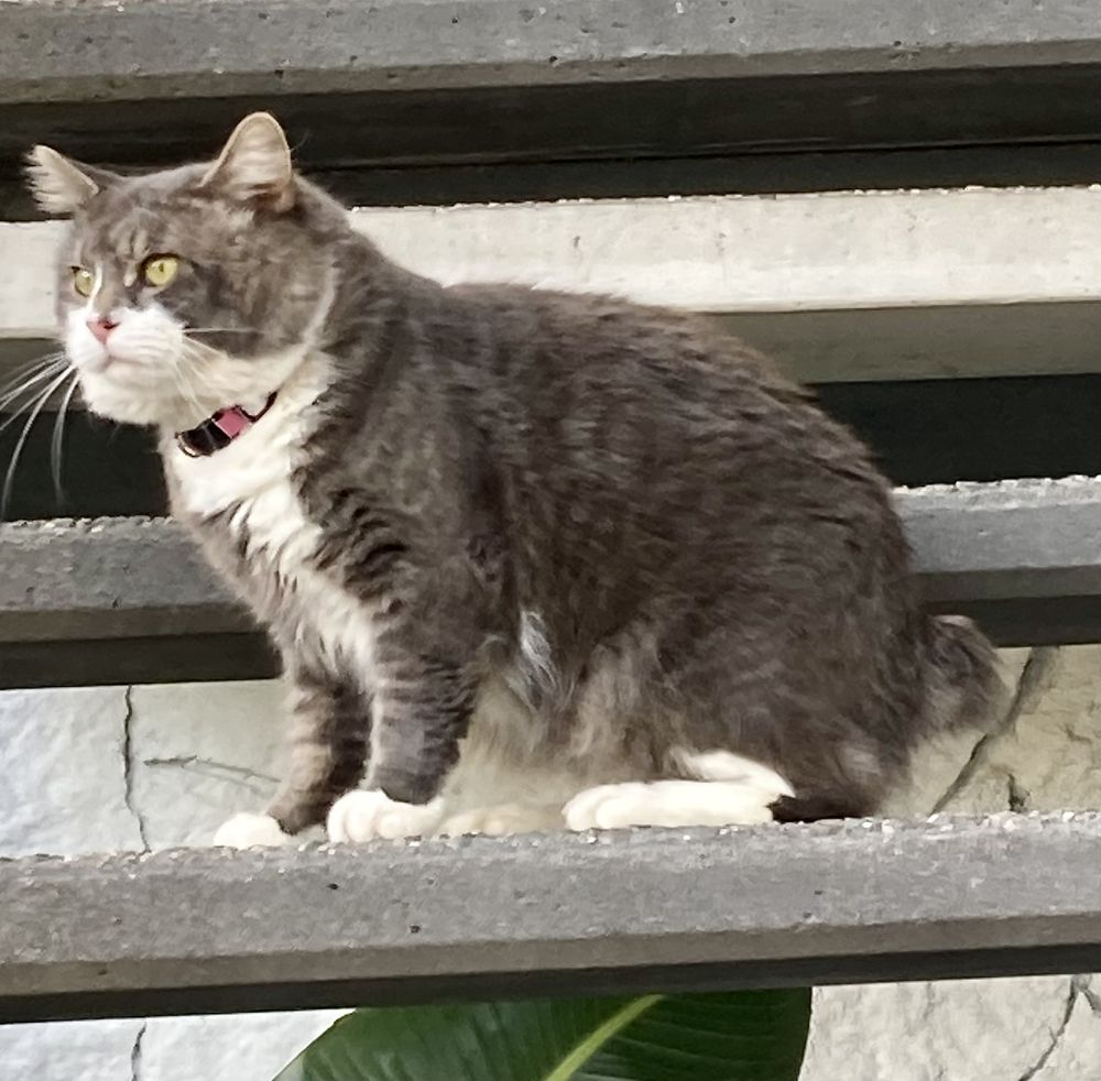 FORTE ANIMAL RESCUE - Updated December 2025 - 10 Reviews - Marina del ...