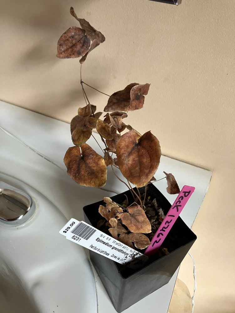 PLANT DELIGHTS NURSERY - Updated May 2026 - 28 Photos & 37 Reviews ...