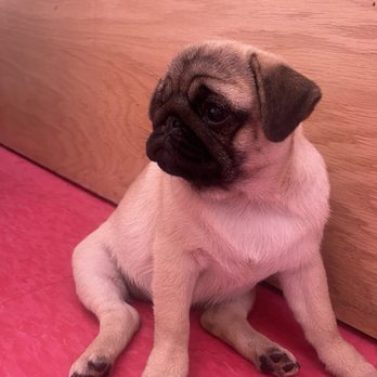 CUPPA PUG - Updated December 2024 - 39 Photos & 12 Reviews - 607 W 9th ...