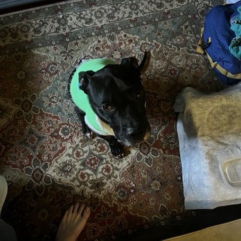 CITY OF COLUMBIA ANIMAL SERVICES - Updated June 2026 - 14 Photos & 16 ...