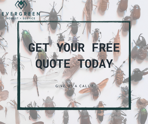 EVERGREEN PEST SOLUTIONS - Updated May 2026 - 27 Photos & 56 Reviews ...