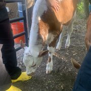 ROSE BRIDGE FARM & SANCTUARY - 143 Photos & 53 Reviews - 1314 N ...