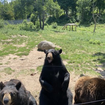 OSWALD’S BEAR RANCH - Updated April 2025 - 209 Photos & 82 Reviews ...