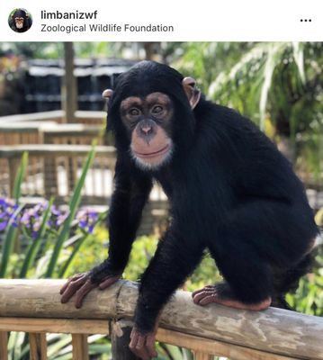 ZOOLOGICAL WILDLIFE FOUNDATION - 834 Photos & 234 Reviews - Zoos ...