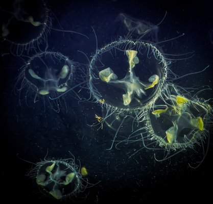 THE SCUBA RANCH - Updated October 2025 - 119 Photos & 26 Reviews - 8131 ...