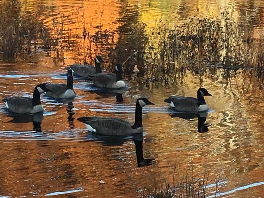 BEAVER BROOK RESERVATION - Updated May 2024 - 59 Photos & 46 Reviews ...