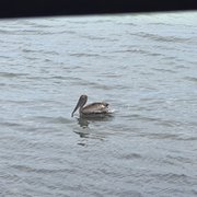 BACKWATERS ON SAND KEY - 350 Photos & 386 Reviews - 1261 Gulf Blvd ...