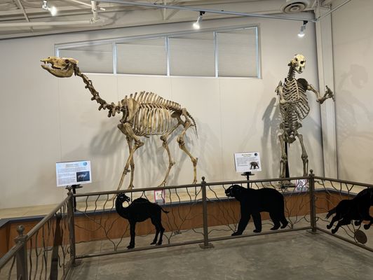 FOSSIL DISCOVERY CENTER OF MADERA COUNTY - Updated March 2025 - 119 ...