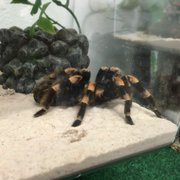 BUG & REPTILE MUSEUM - 64 Photos & 32 Reviews - Museums - 1118 ...