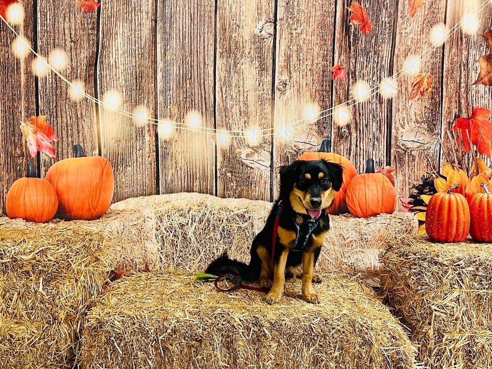 CHULA VISTA DOG TRAINING - Updated April 2025 - 37 Photos - Chula Vista ...